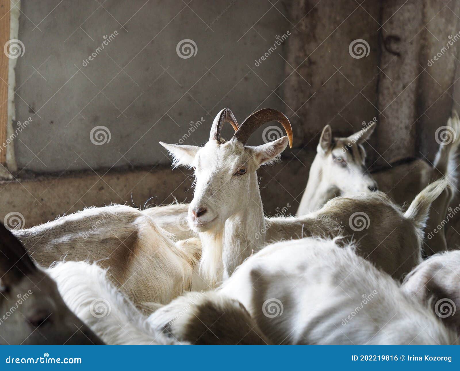 Many goats on farm stock photo. Image of welfare, agriculture - 202219816