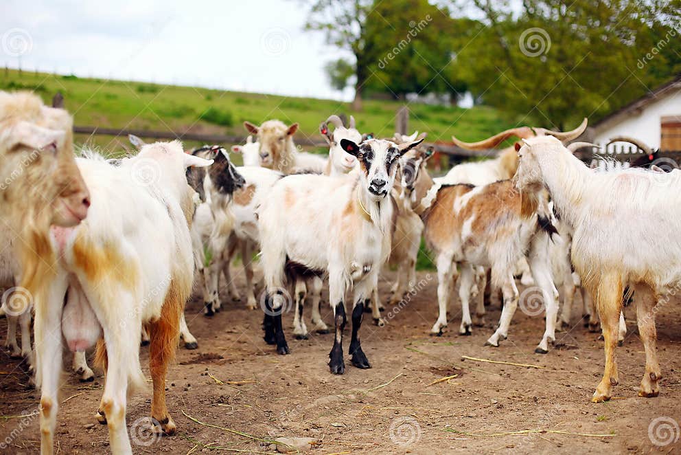 Many goats on the farm stock image. Image of beard, front - 87672259