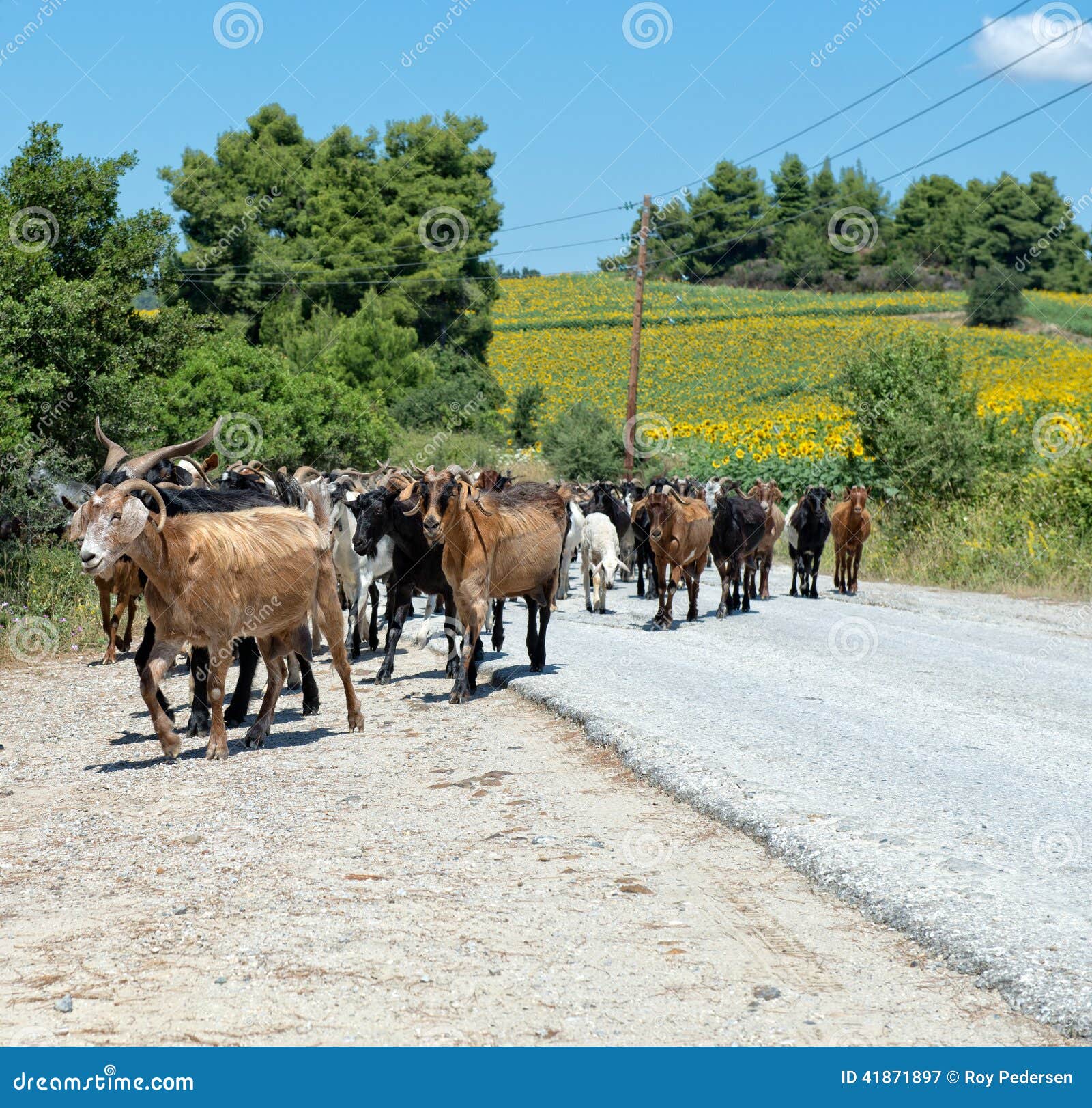 Many Goats stock image. Image of horns, female, horned - 41871897
