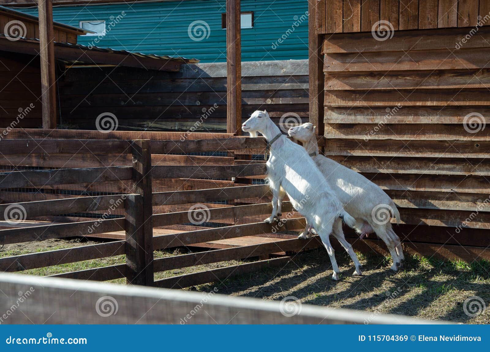 Many goats in the paddock stock image. Image of livestock - 115704369