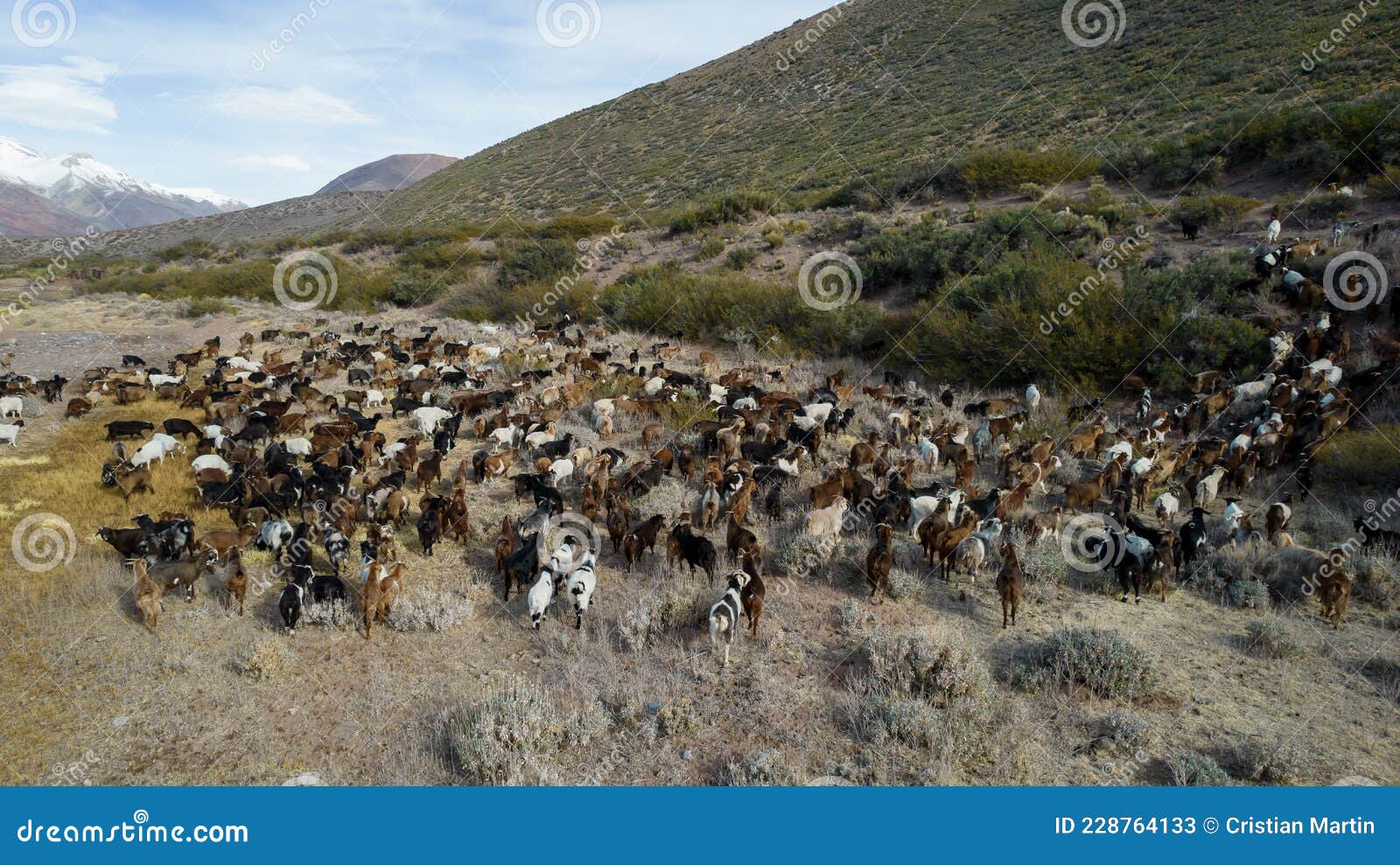 Many Goats in Patagonia Argentina Stock Image - Image of green, cows ...