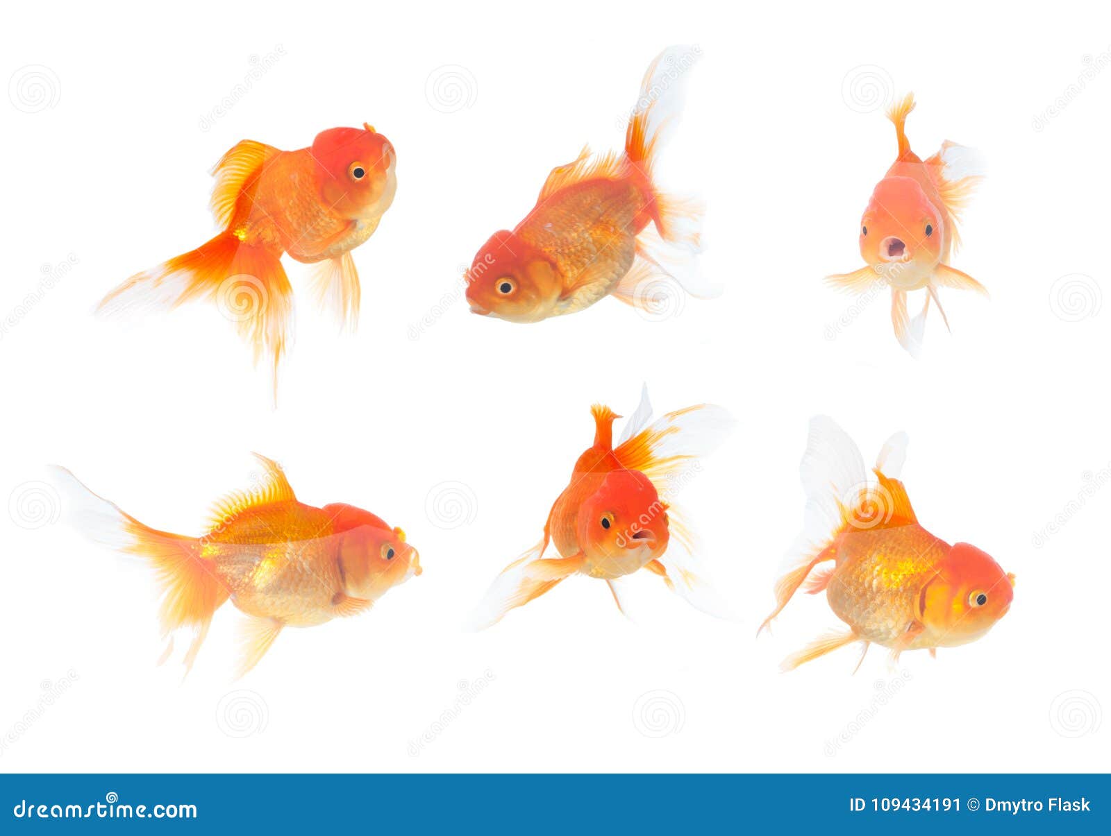 Many Gold Fish on Isolation White Stock Image - Image of movement ...