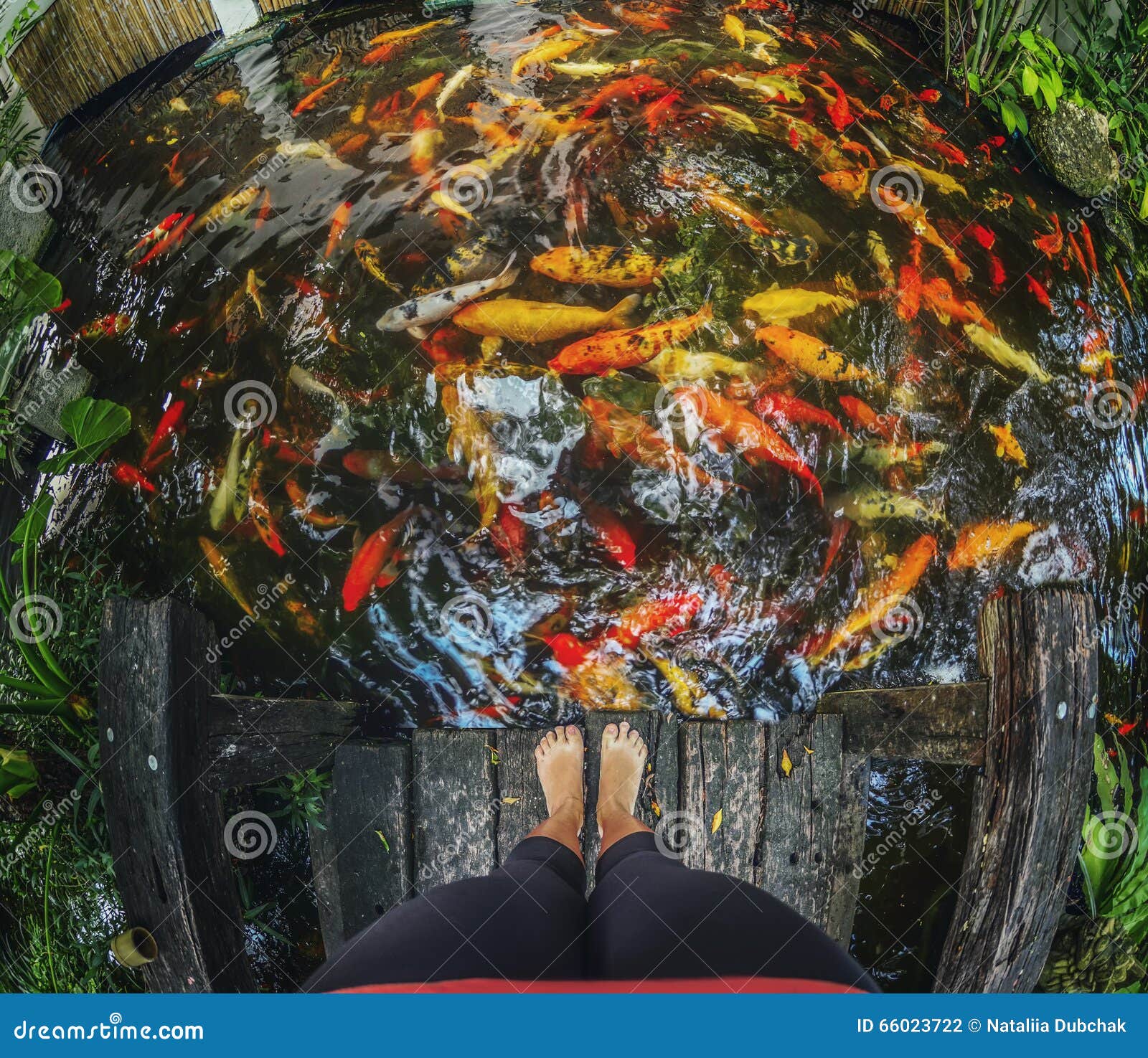 Many Gold Fish in River , Koh Samui Stock Photo - Image of lake ...