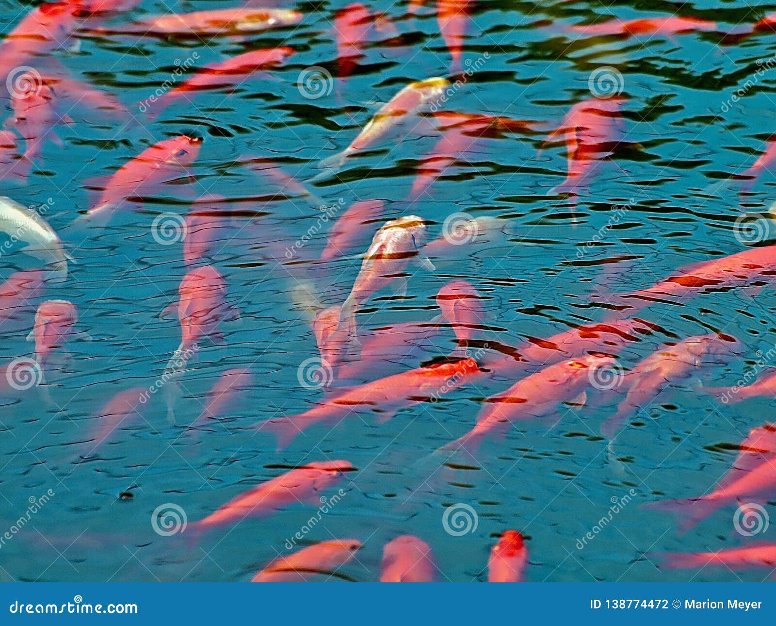 Many goldfish in a lake stock photo. Image of goldfish - 138774472