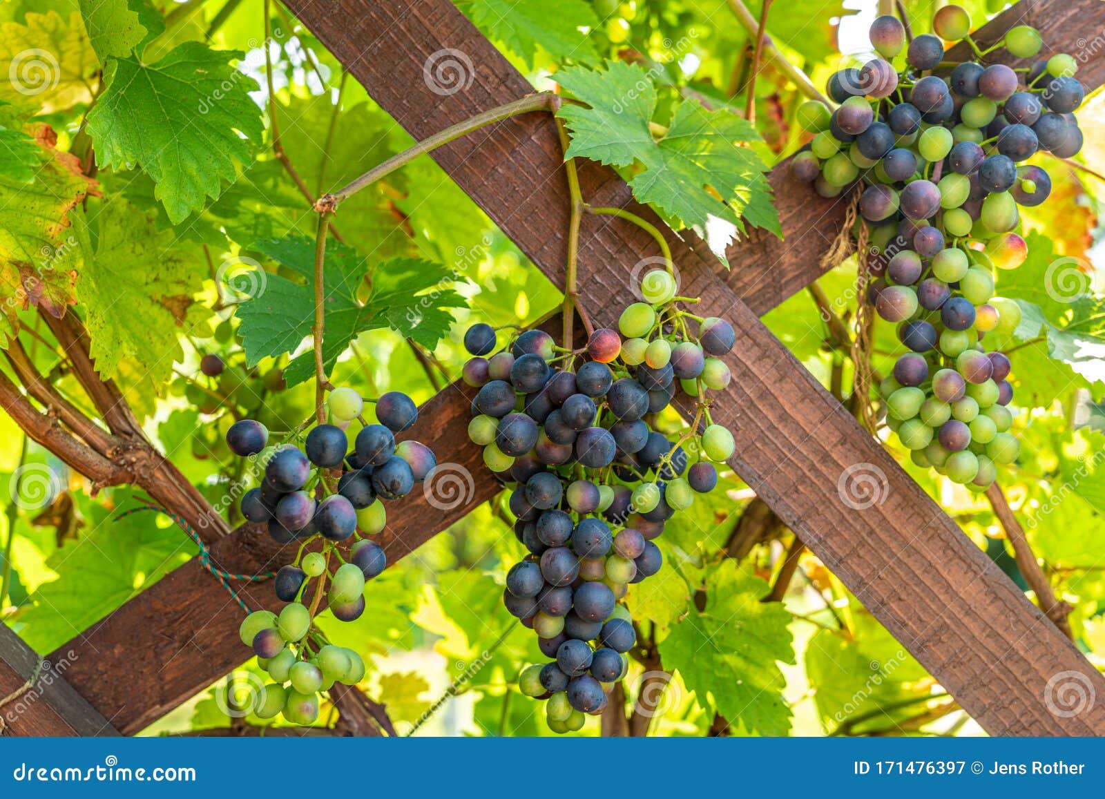 Many Grapevines on a Wooden Structure in a Garden Stock Image - Image ...