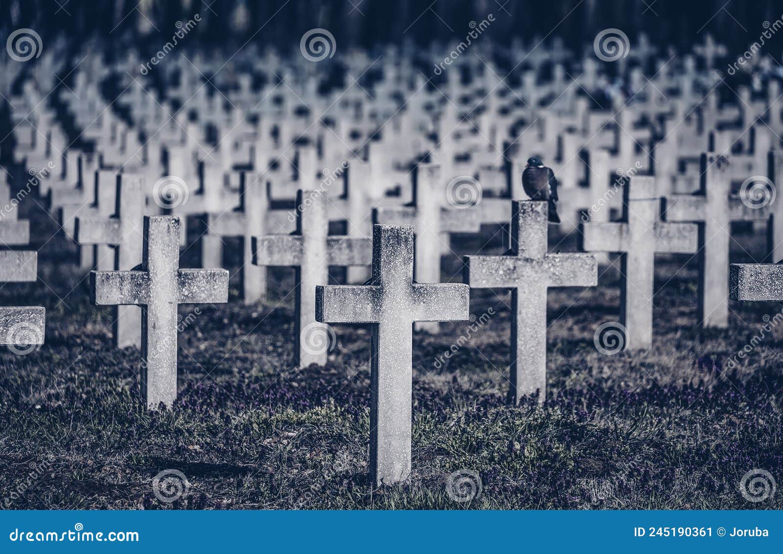 Many Gravestone Crosses in Cemetery at Twilight Stock Image - Image of ...