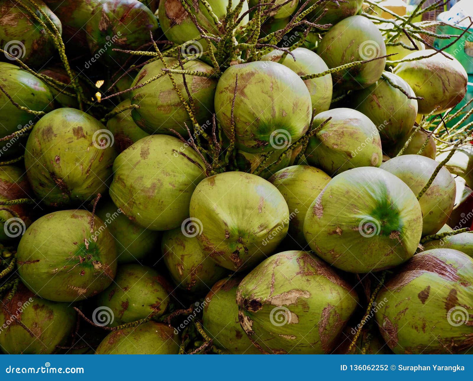 Many green coconuts stock photo. Image of fresh, agriculture - 136062252