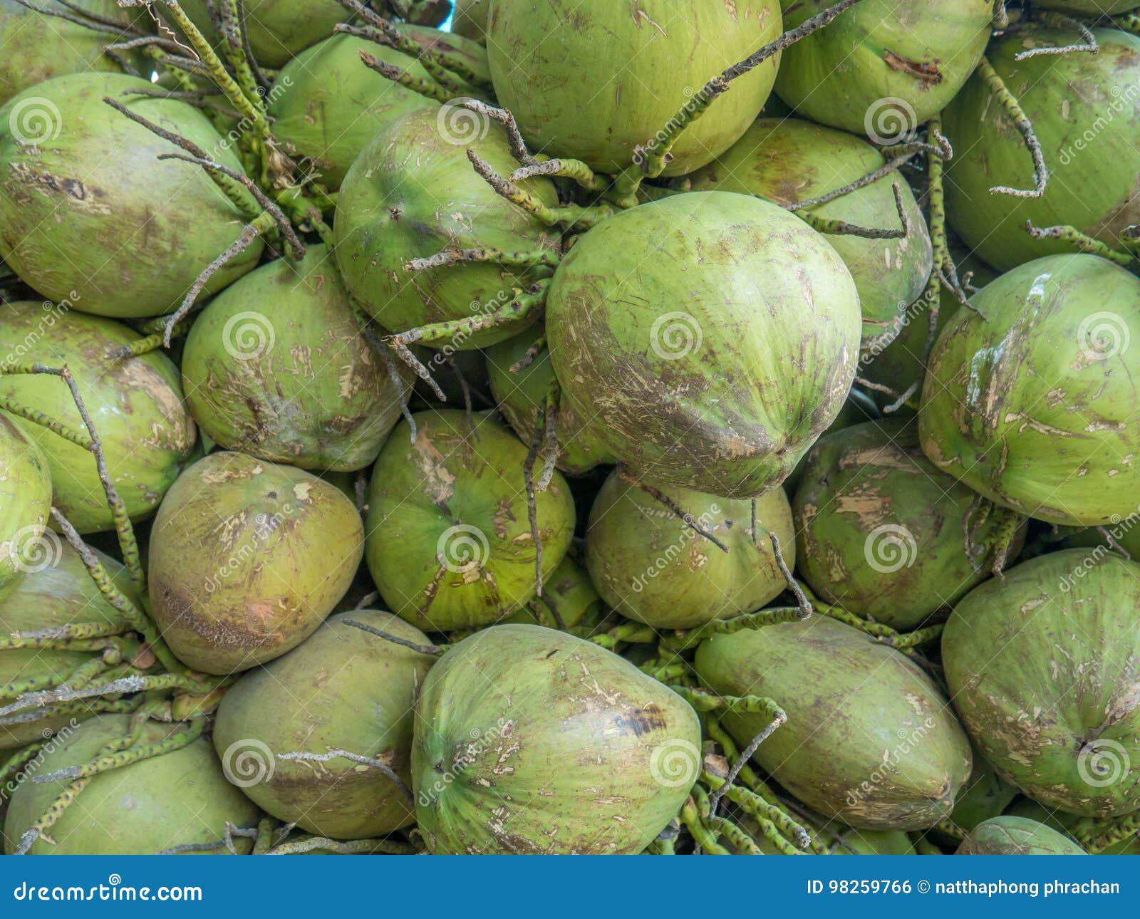 Many green coconuts stock photo. Image of floor, organic - 98259766
