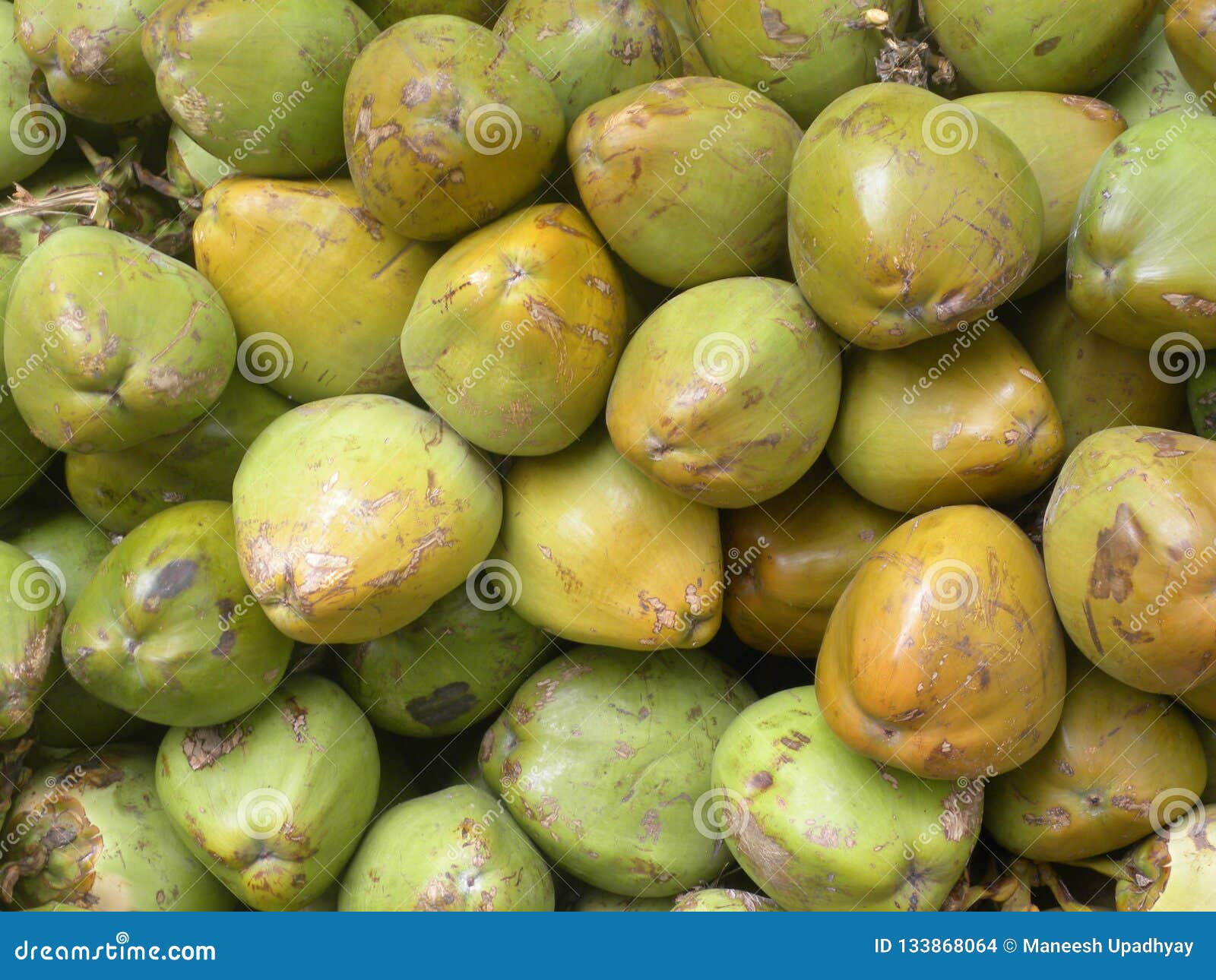 Many green coconuts stock photo. Image of branch, closeup - 133868064