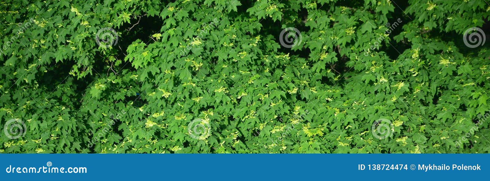 Green Flowering Maple Trees Close Up Top View Stock Photo - Image of ...