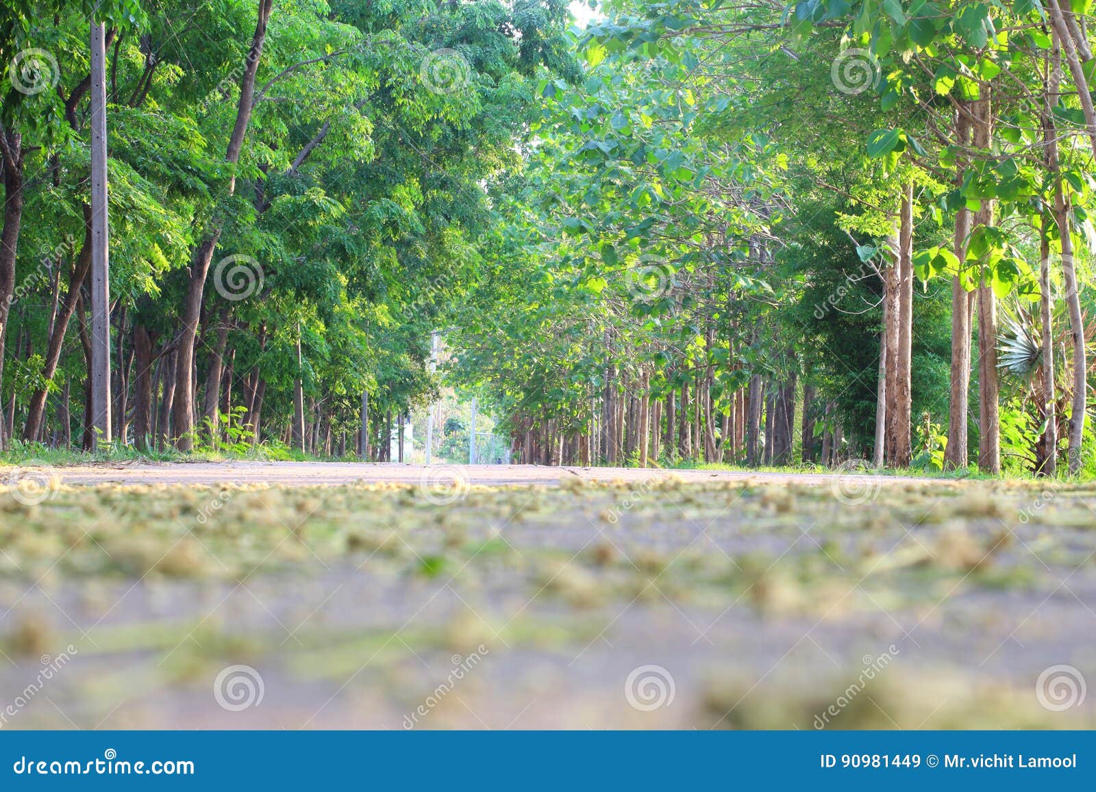 Many Green Forests are on the Side of the Road. Stock Image - Image of ...