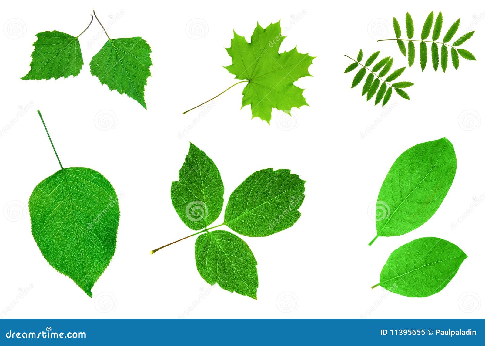 Many green leaves stock image. Image of object, vien - 11395655