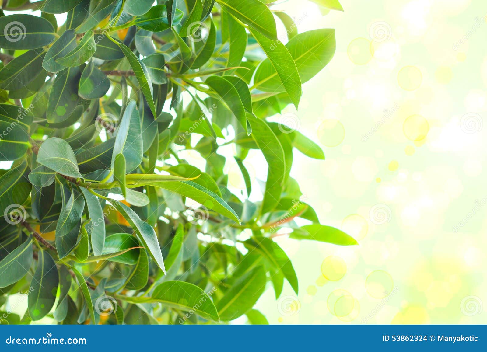 Many green leaves stock photo. Image of leaf, tropical - 53862324