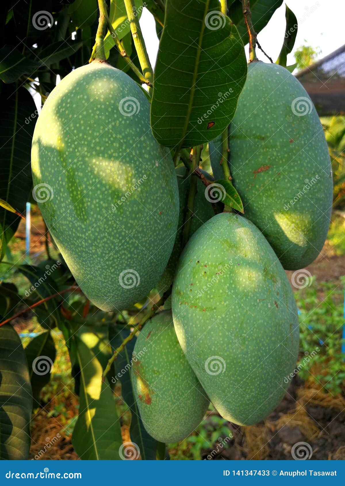 Many green mangoes stock image. Image of sunny, mangoes - 141347433