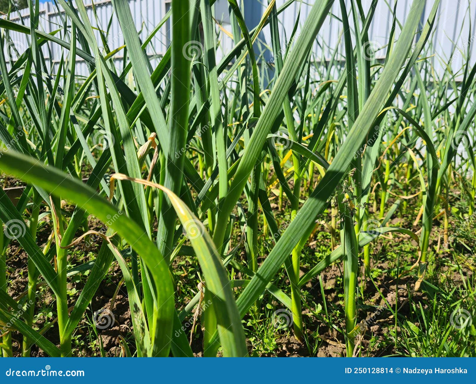 Many Green Stalks of Garlic in a Row in Garden Stock Photo - Image of ...