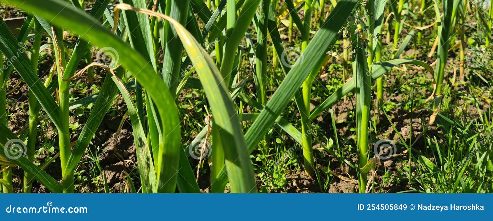 Many Green Stalks of Garlic in a Row in Garden Stock Image - Image of ...