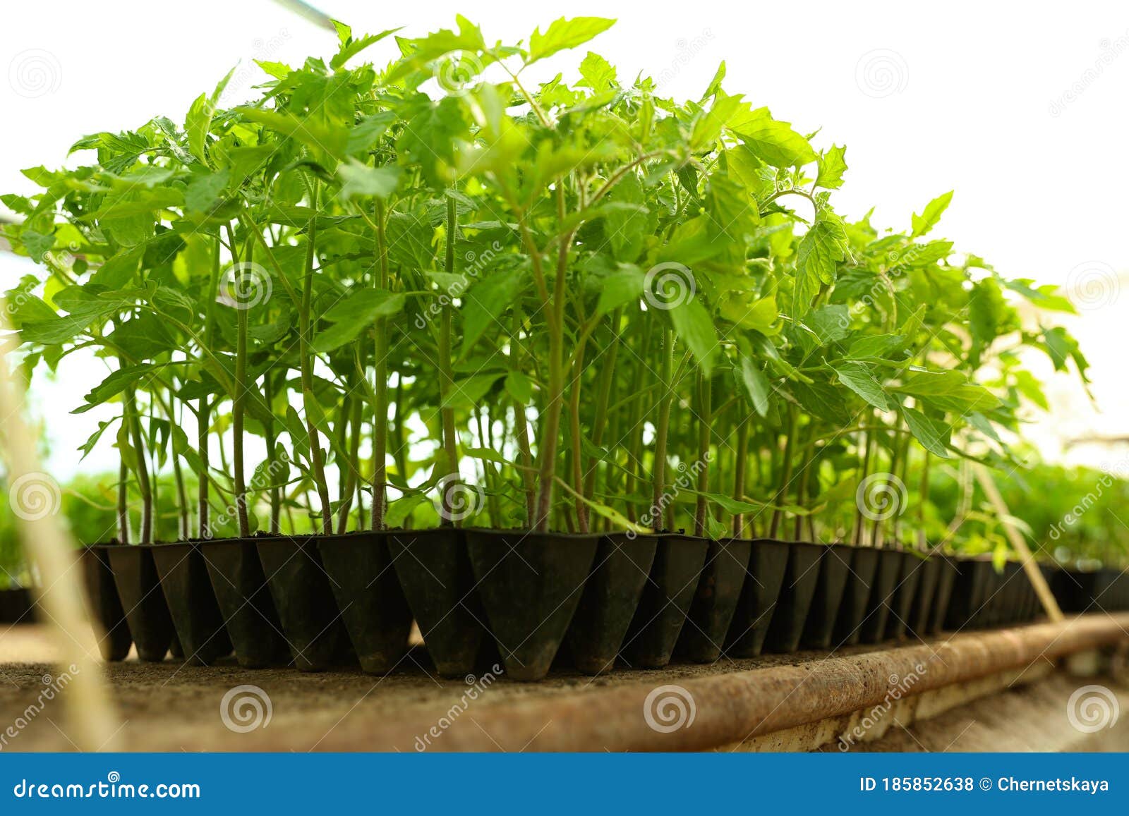 Green Tomato Plants in Seedling Tray on Table Stock Photo - Image of ...