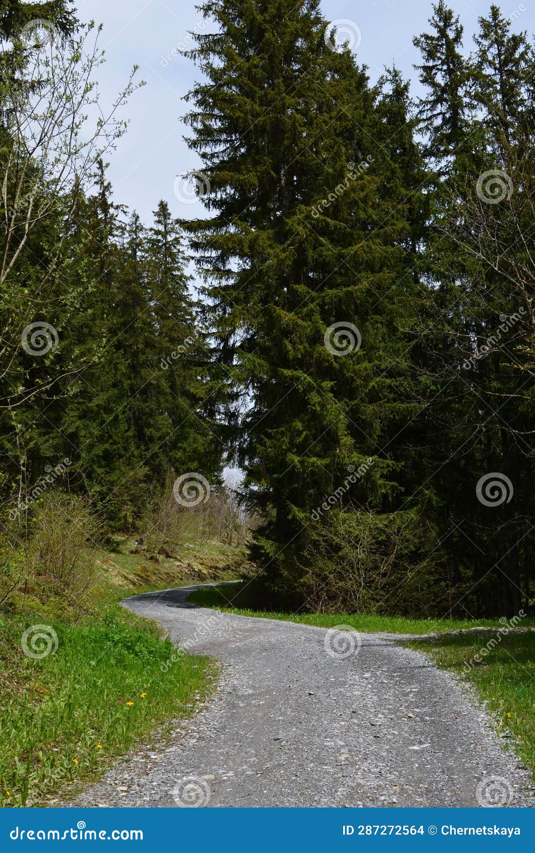 Many Green Trees and Pathway in Forest Stock Photo - Image of path ...