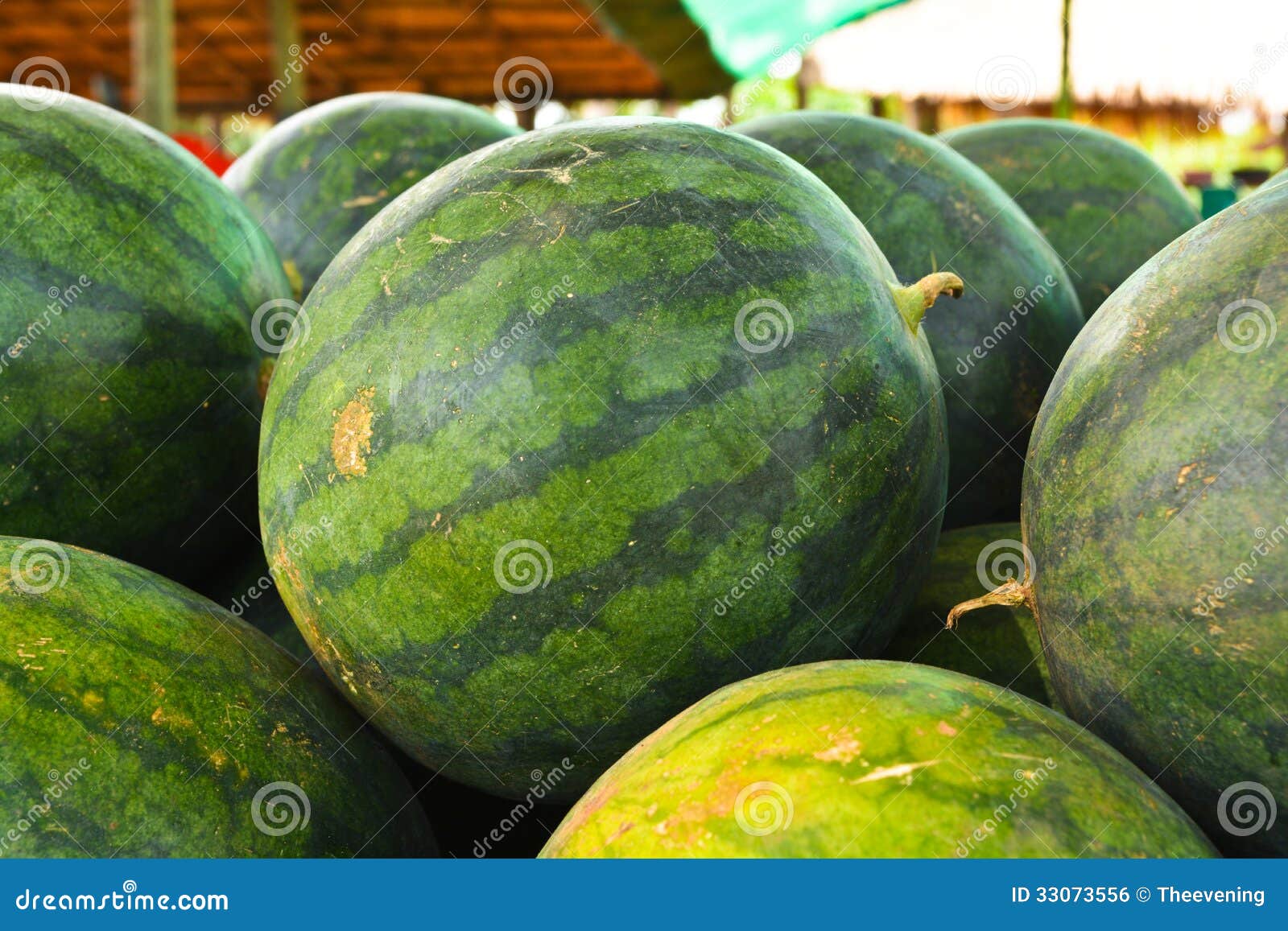Many green watermelons stock photo. Image of outside - 33073556