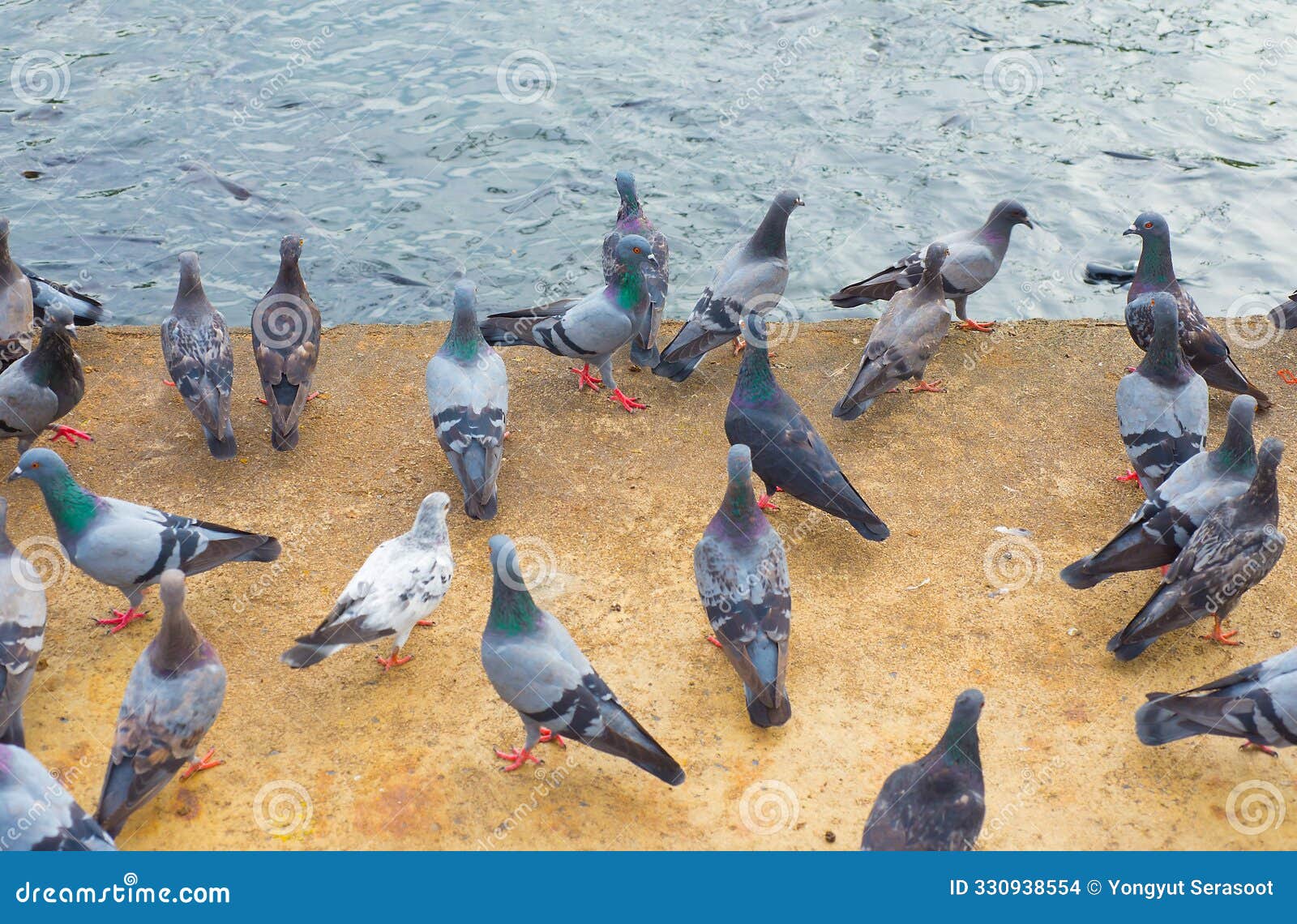Many Groups of Birds and Fish in the Water Waiting for Food Stock Photo ...