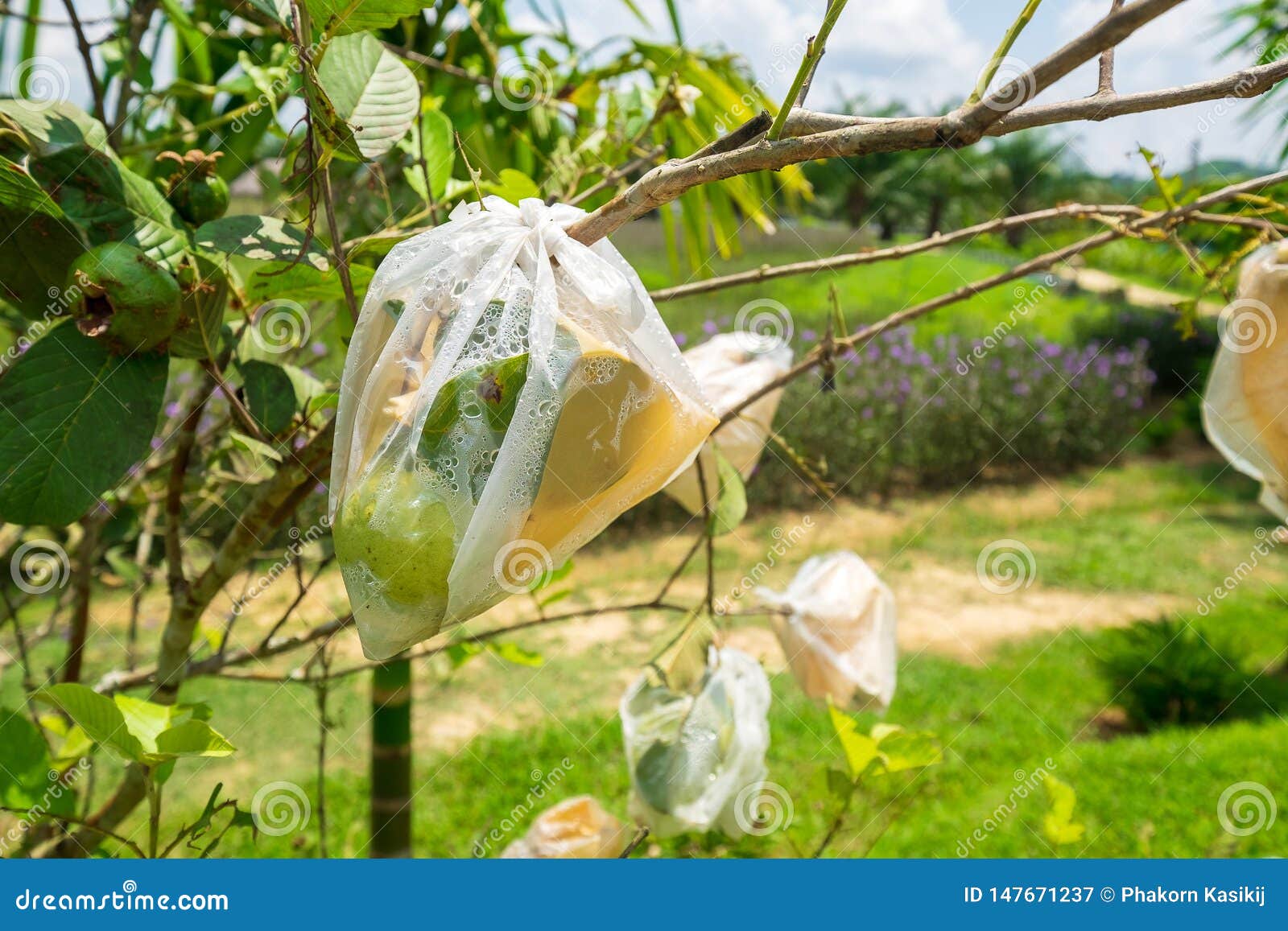 Many Guava in the Organic Fruit Farm, Taking Care from Bugs with in ...