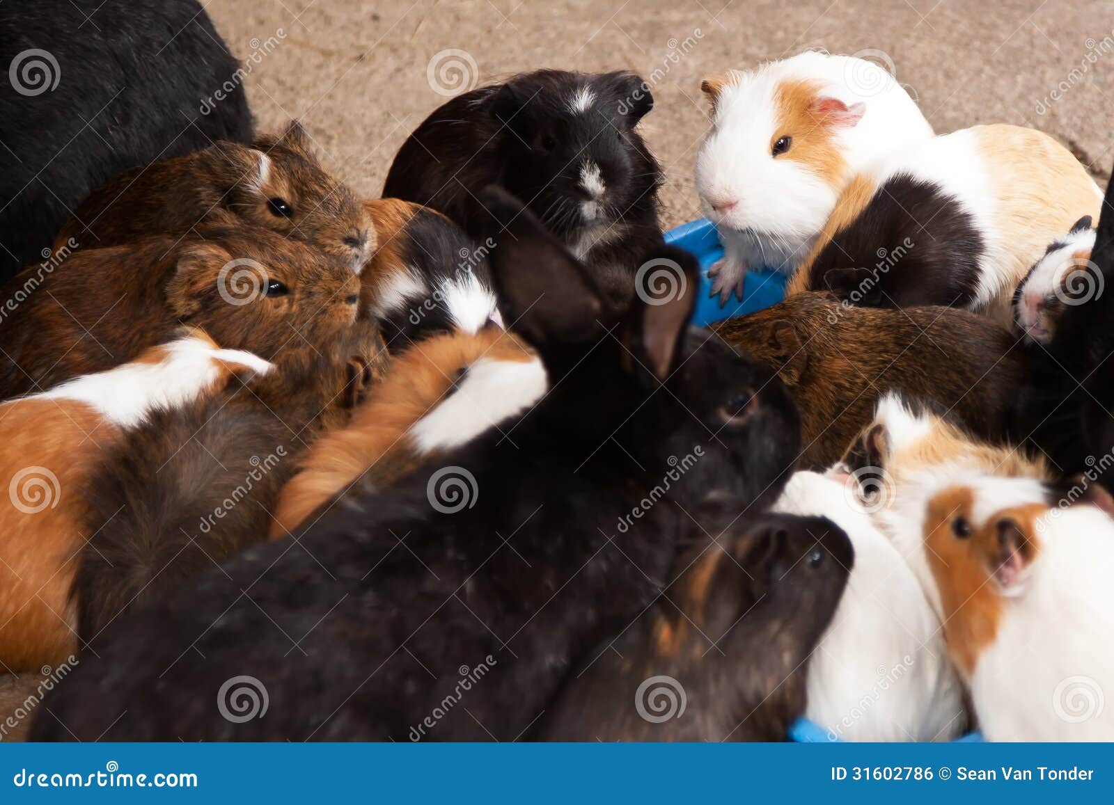 Many Guinea Pigs Eating Food Stock Photo - Image of group, guinea: 31602786