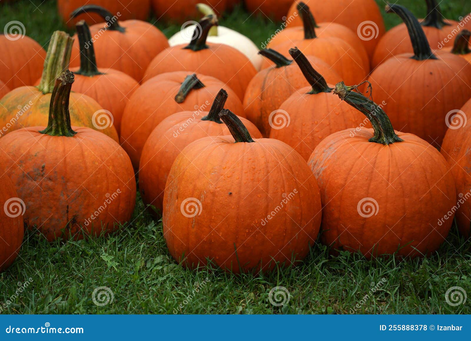 Many Halloween Pumpkins Together on Green Stock Photo - Image of ...