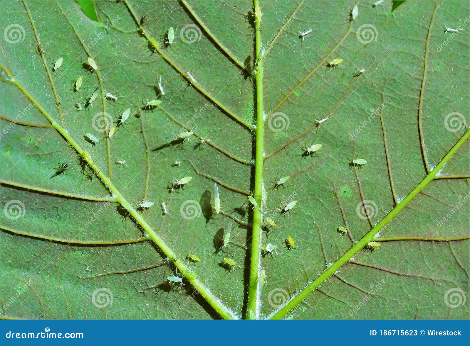 Harmful Aphidoidea insects stock image. Image of bending - 186715623