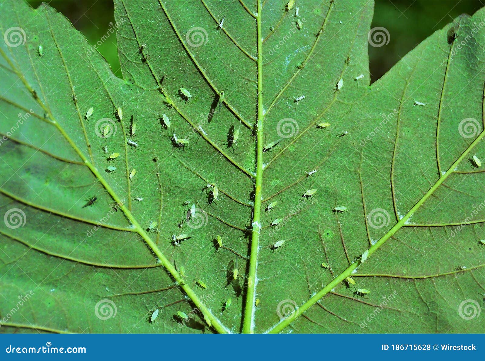 Harmful Aphidoidea insects stock photo. Image of cornicles - 186715628