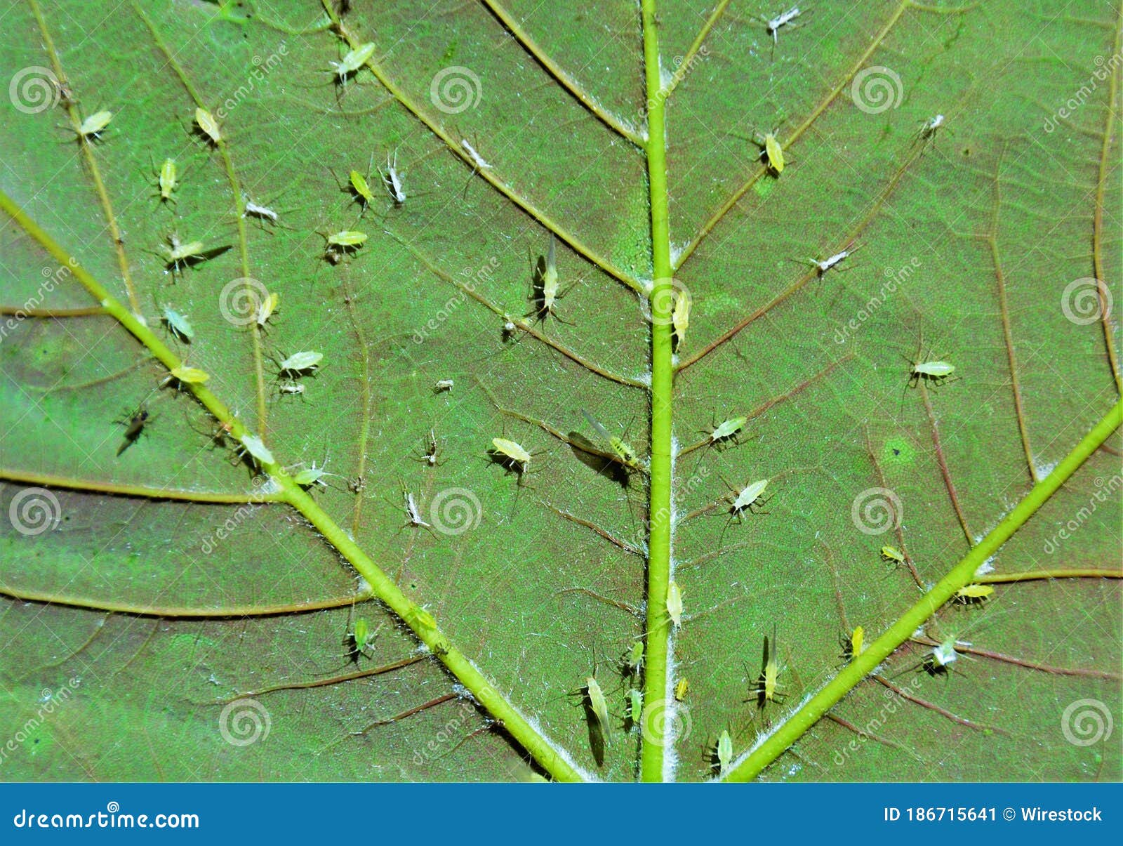Harmful Aphidoidea insects stock image. Image of green - 186715641