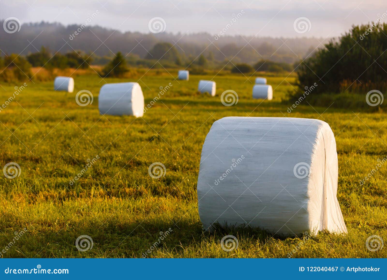 Haystacks for Livestock Packed in White Plastic in the Field Stock ...