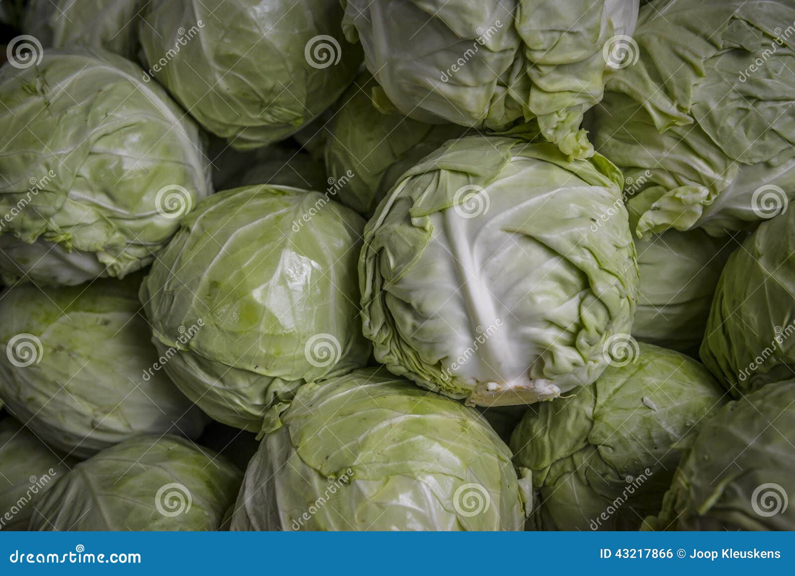 Many heads of lettuce stock photo. Image of food, vegetable - 43217866
