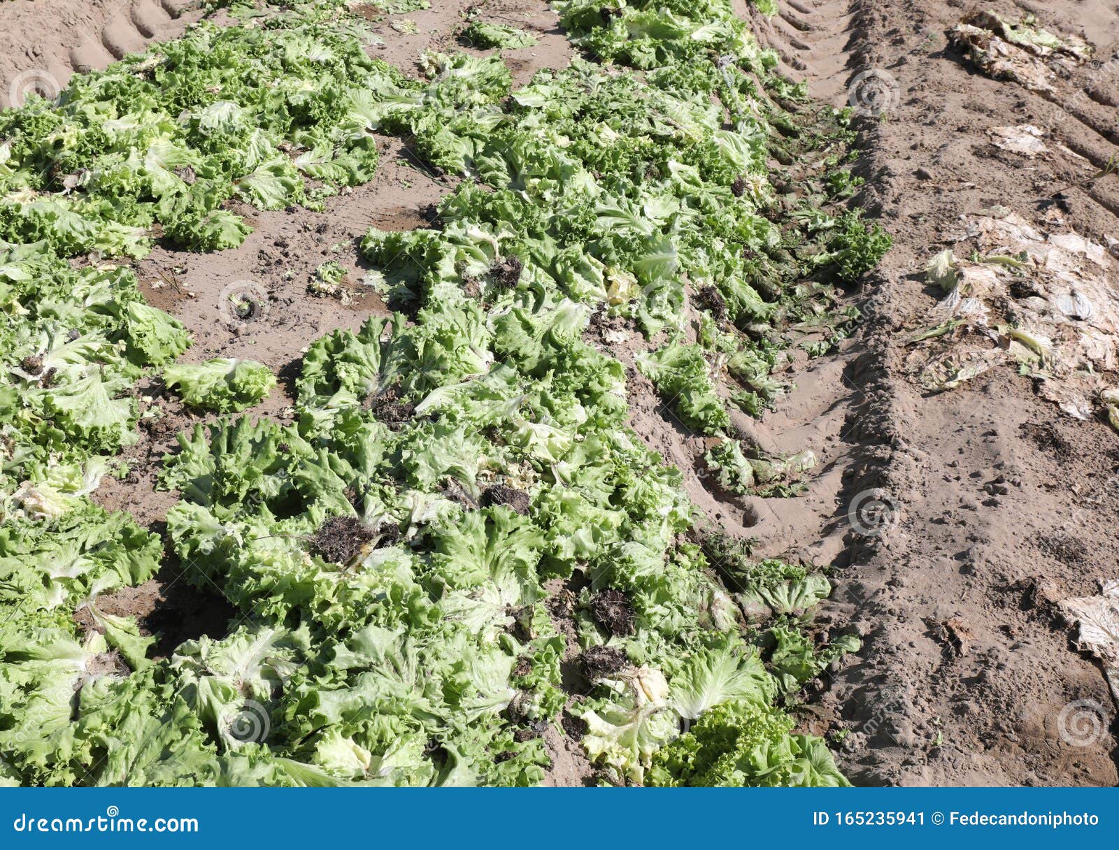Many Heads of Rotten Lettuce in a Dry Field Stock Image - Image of ...