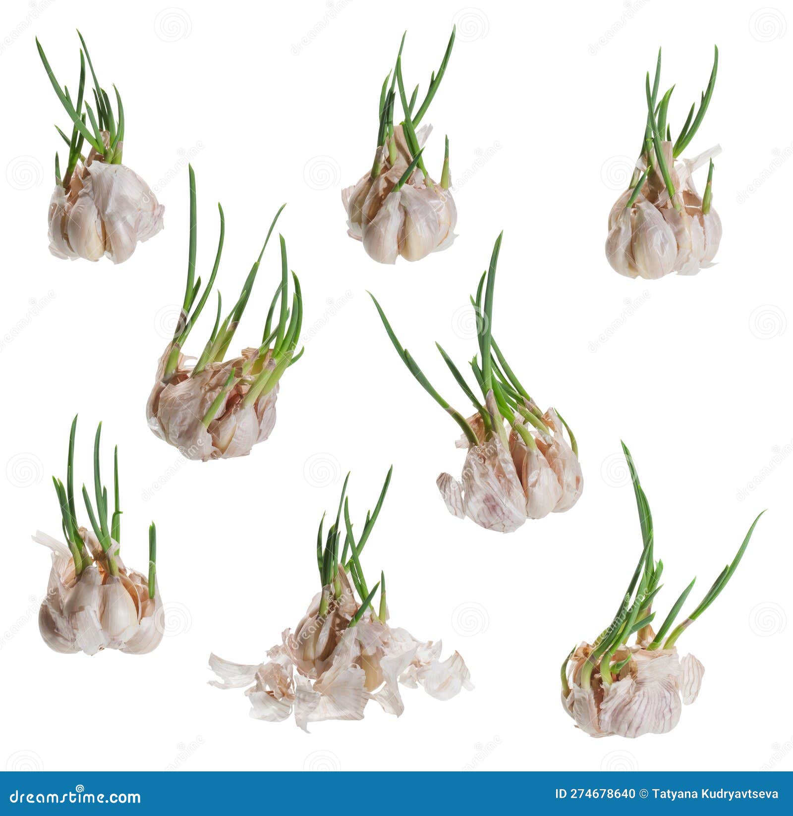 Many Heads of Sprouted Garlic at Various Angles on White Background ...