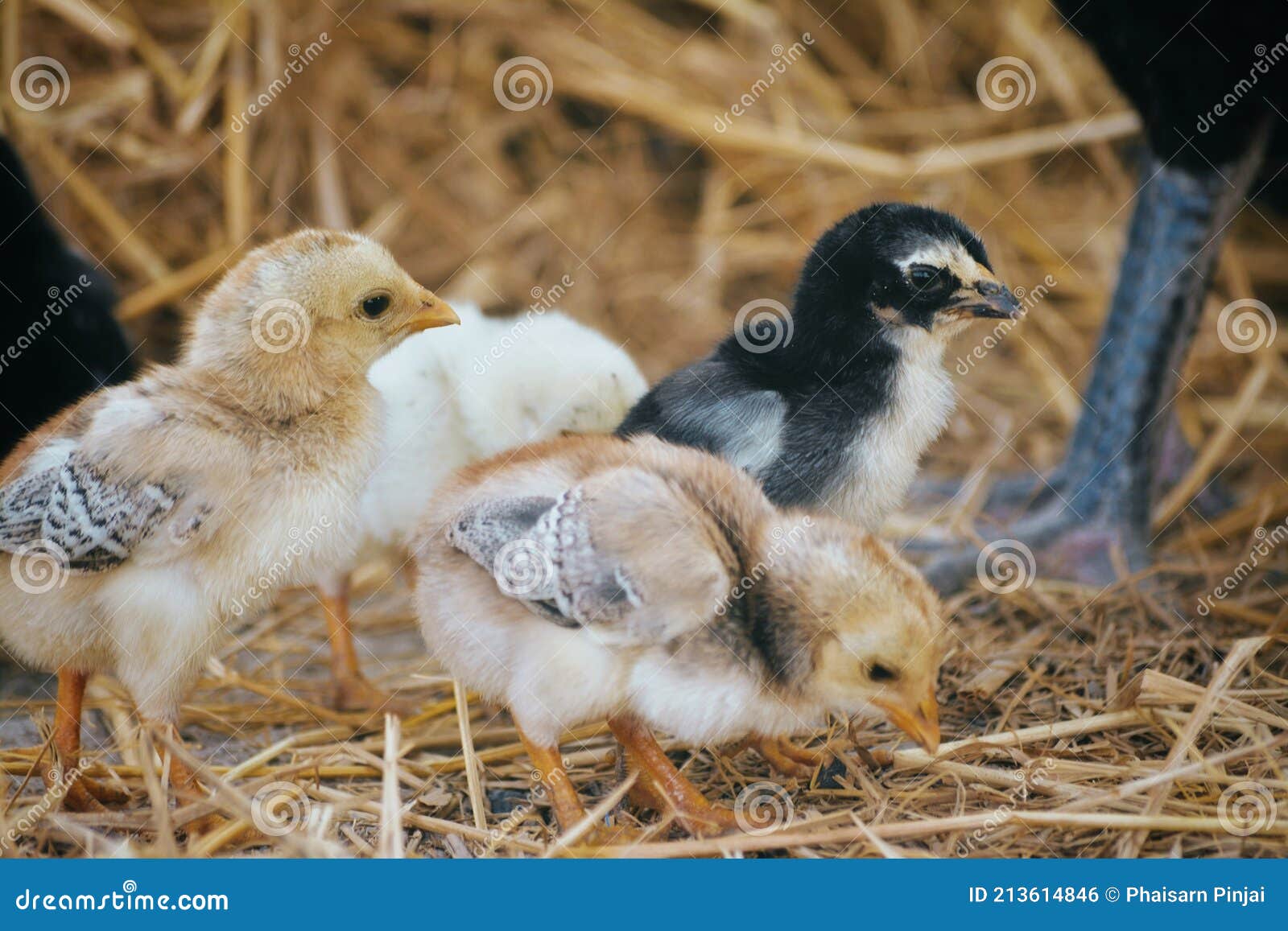Many Hens and Chicks Went Foraging Stock Photo - Image of chicken ...