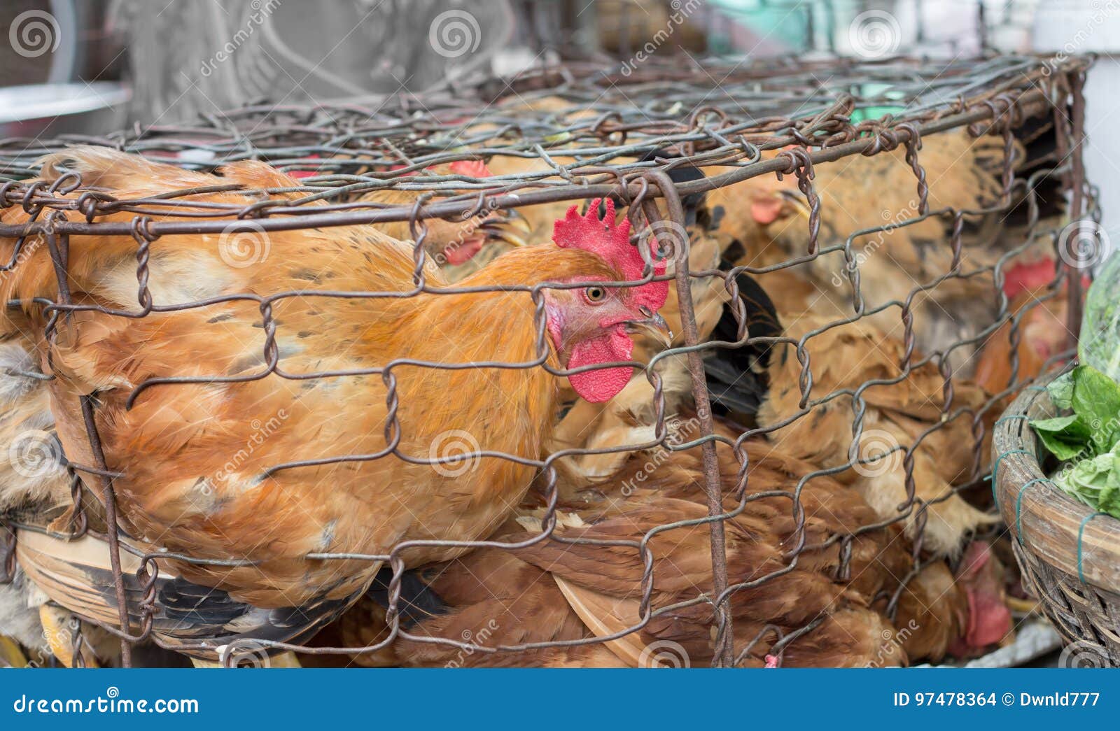 Many hens in crowded cage stock photo. Image of rooster - 97478364