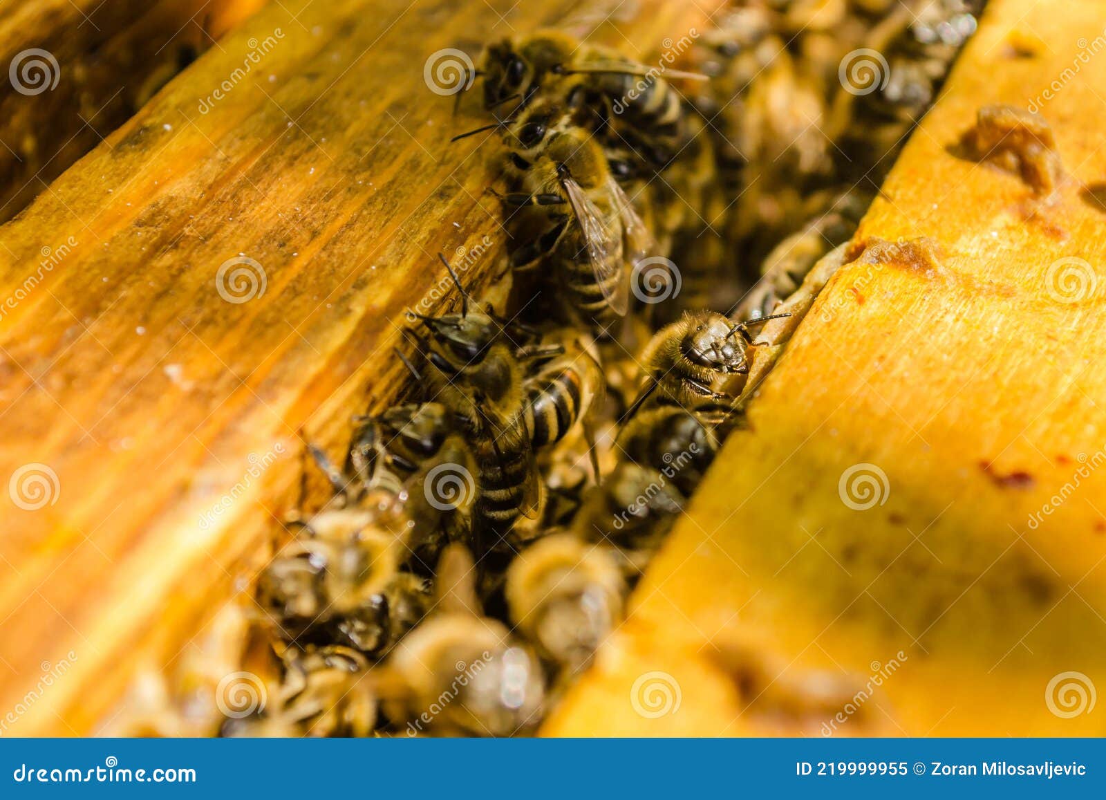 Many Honey Bees in a Bee- Hive Stock Image - Image of herb, bees: 219999955
