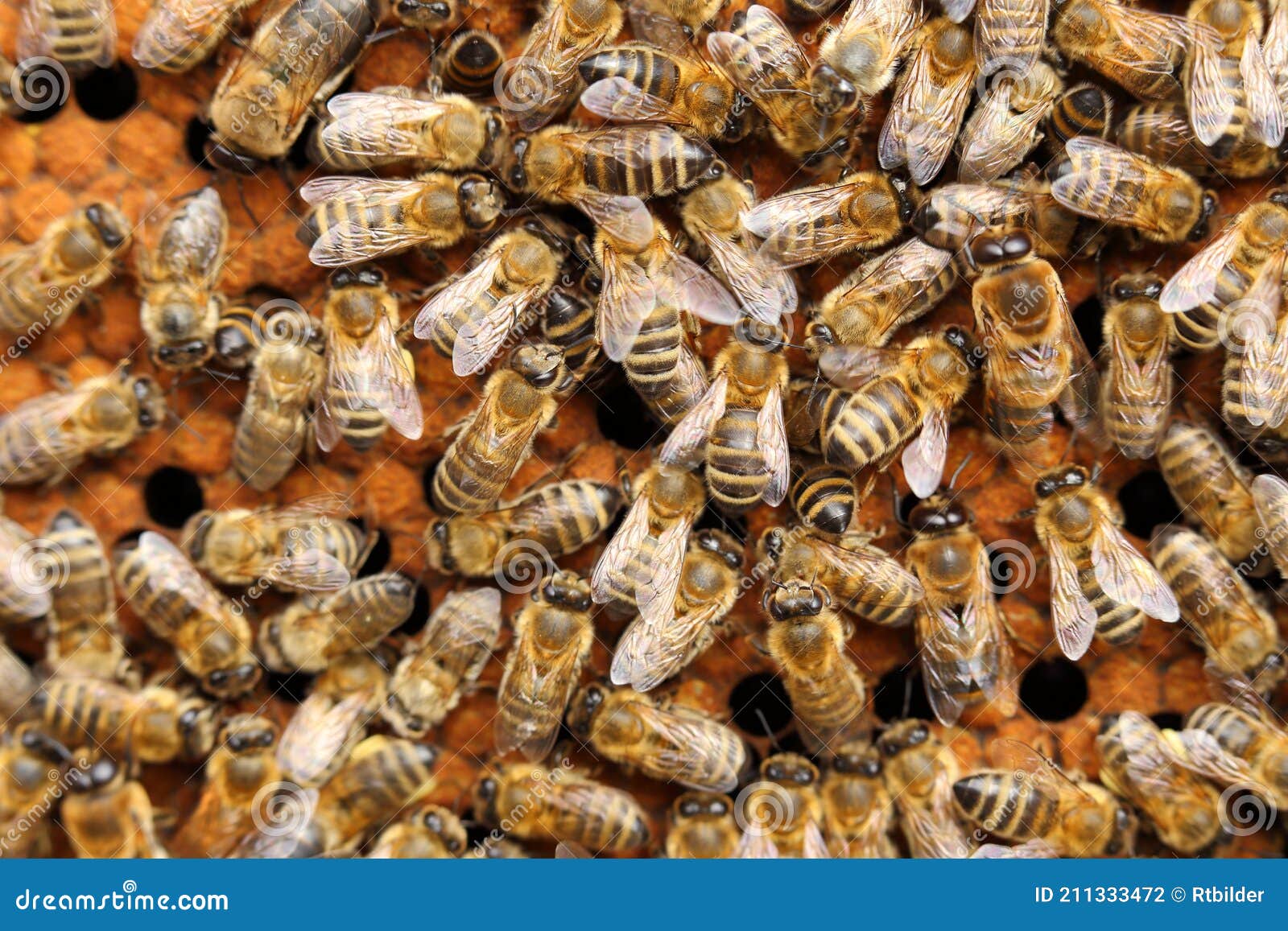 Many Honey Bees in a Beehive on Frame Stock Photo - Image of frame ...