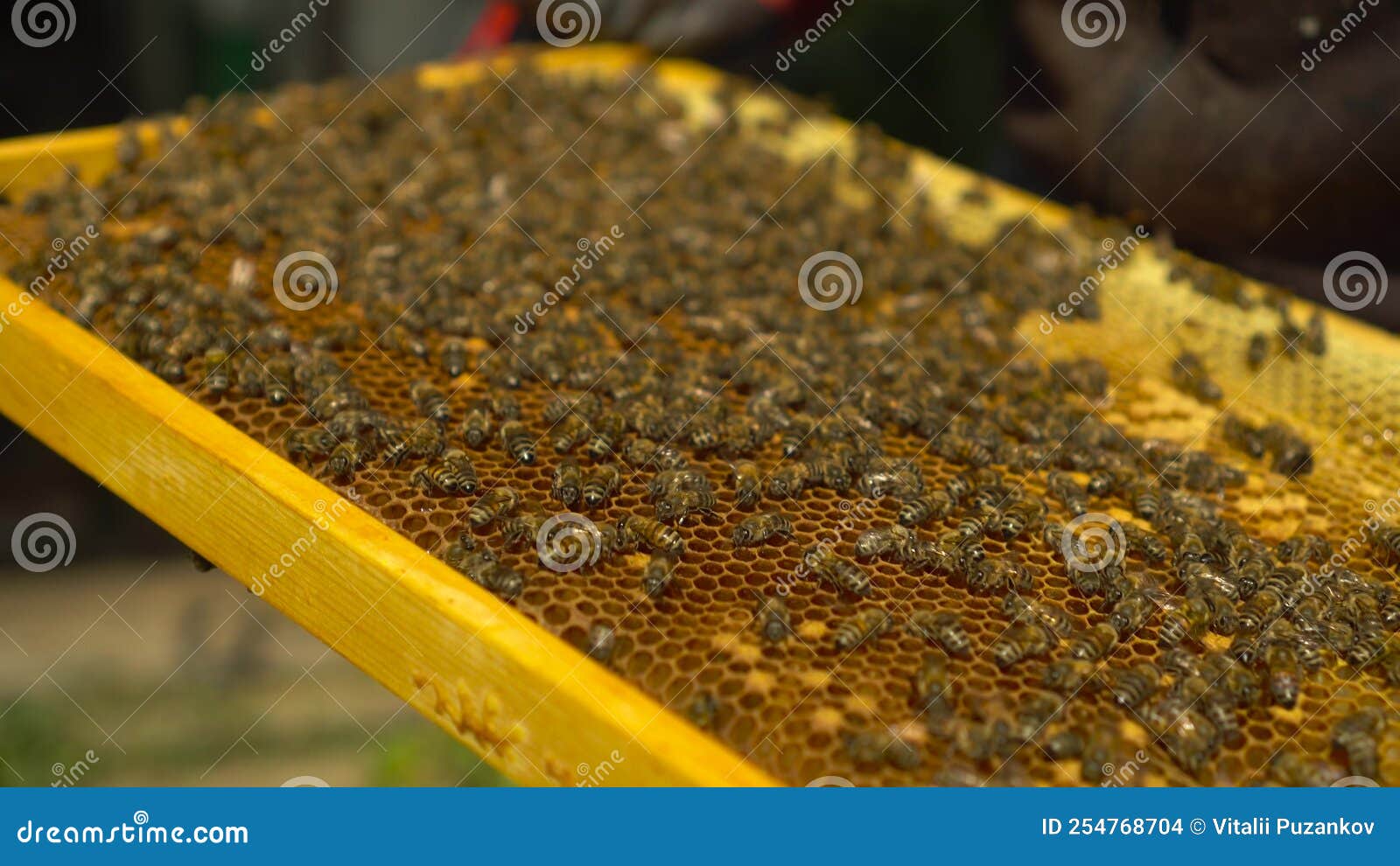 Many Honey Bees on a Frame with Honeycombs. the Beekeeper Holds a Frame ...