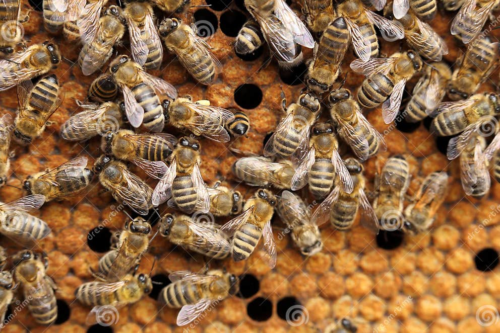 Many honey bees on a hive stock image. Image of bees - 187918397