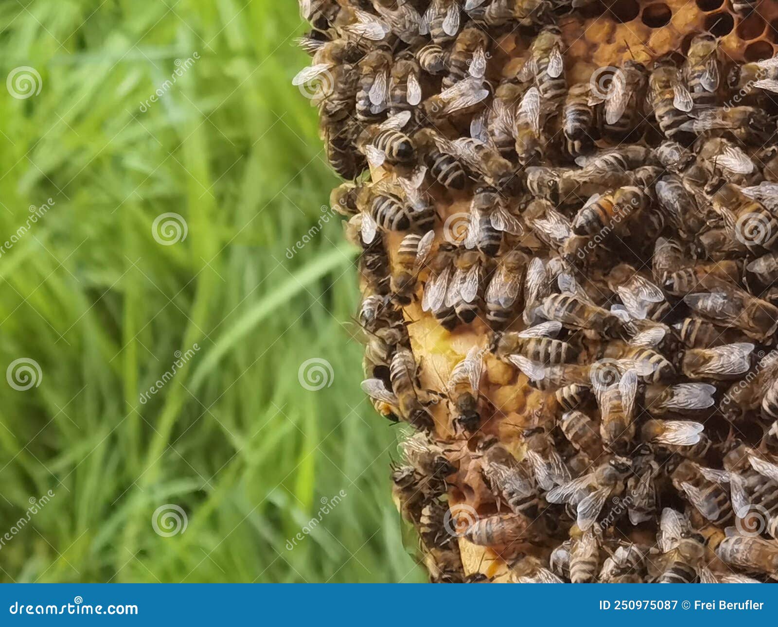 Many Honey Bees on a Honeycomb Stock Image - Image of plant ...