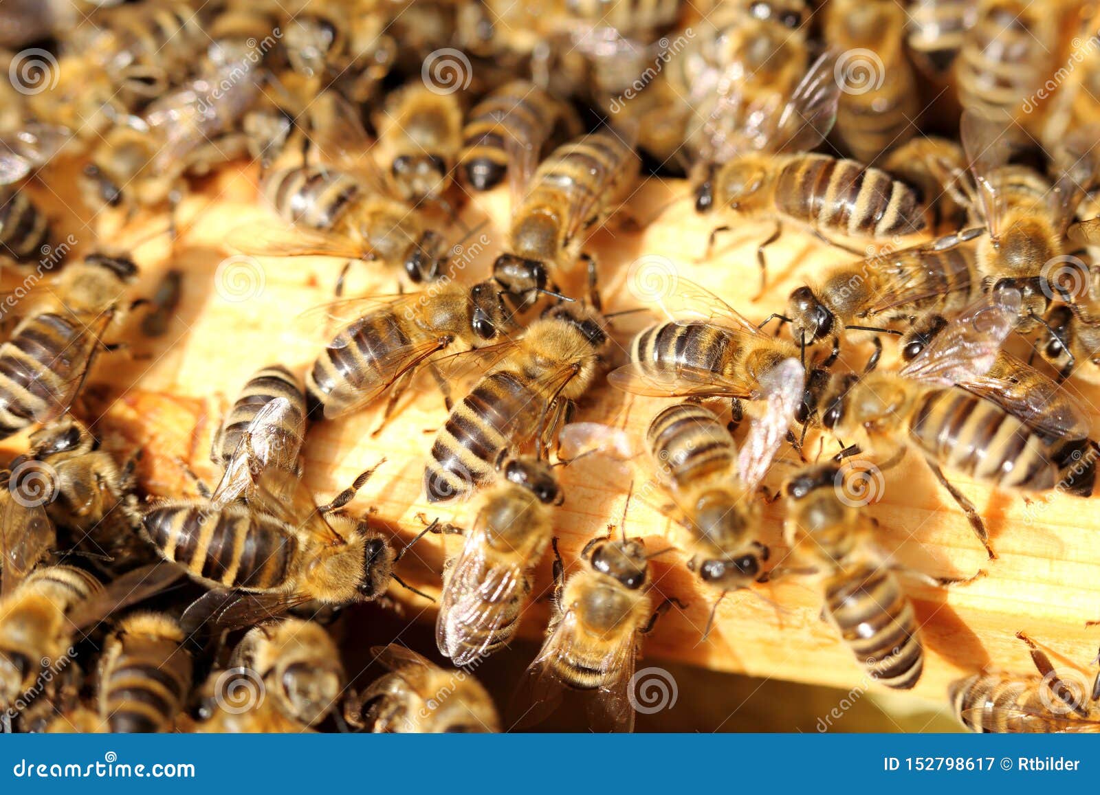 Many Honey Bees are Team Working Stock Image - Image of teamwork, hive ...