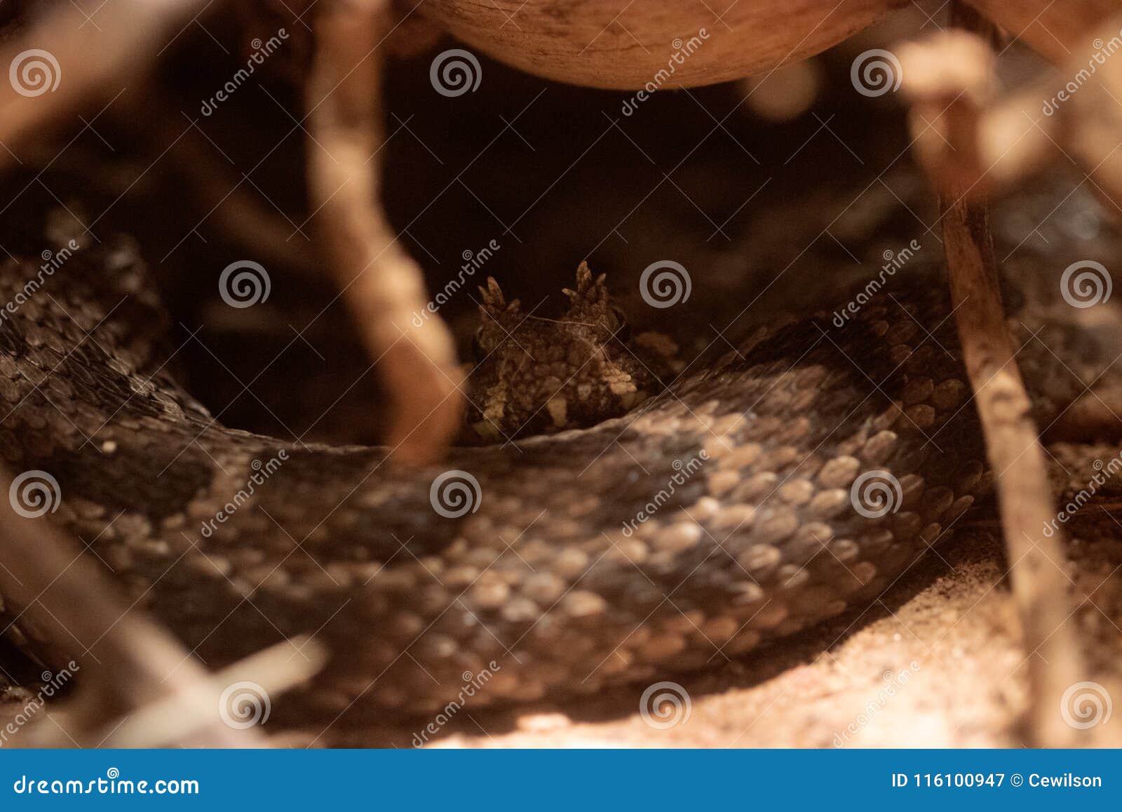 Many Horned Adder stock image. Image of armadillo, horns - 116100947
