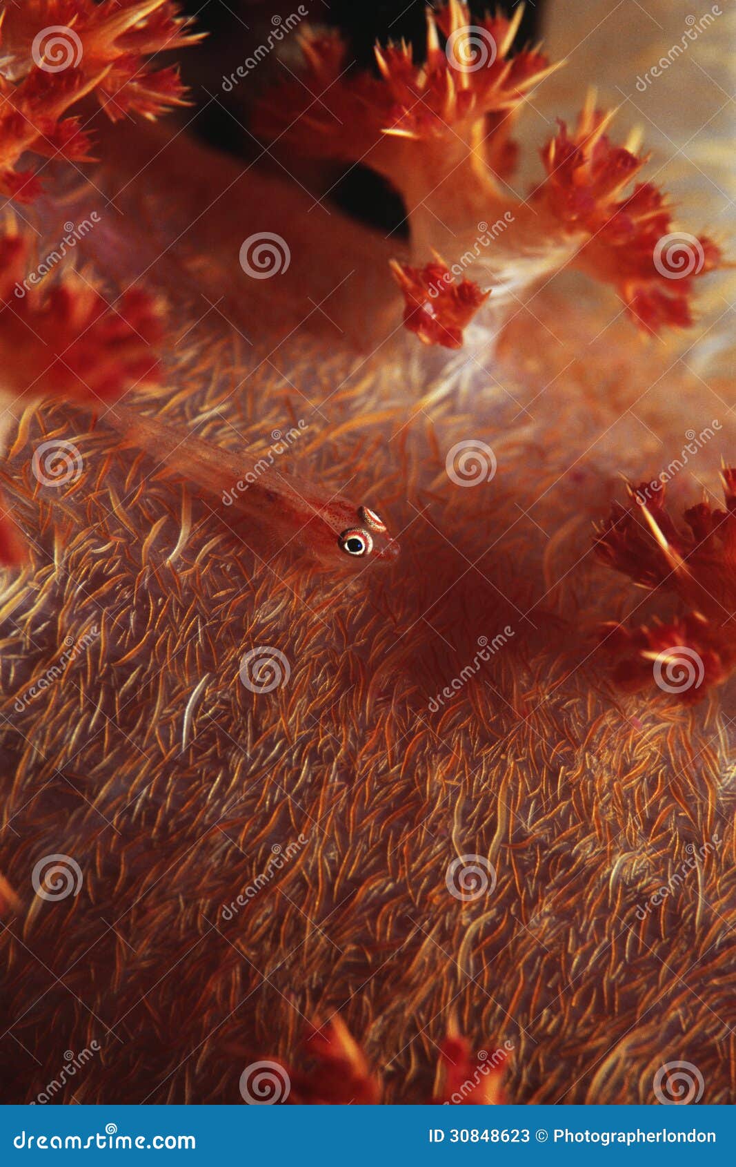 Many-host Goby Fish on Soft Coral Stock Image - Image of animal ...