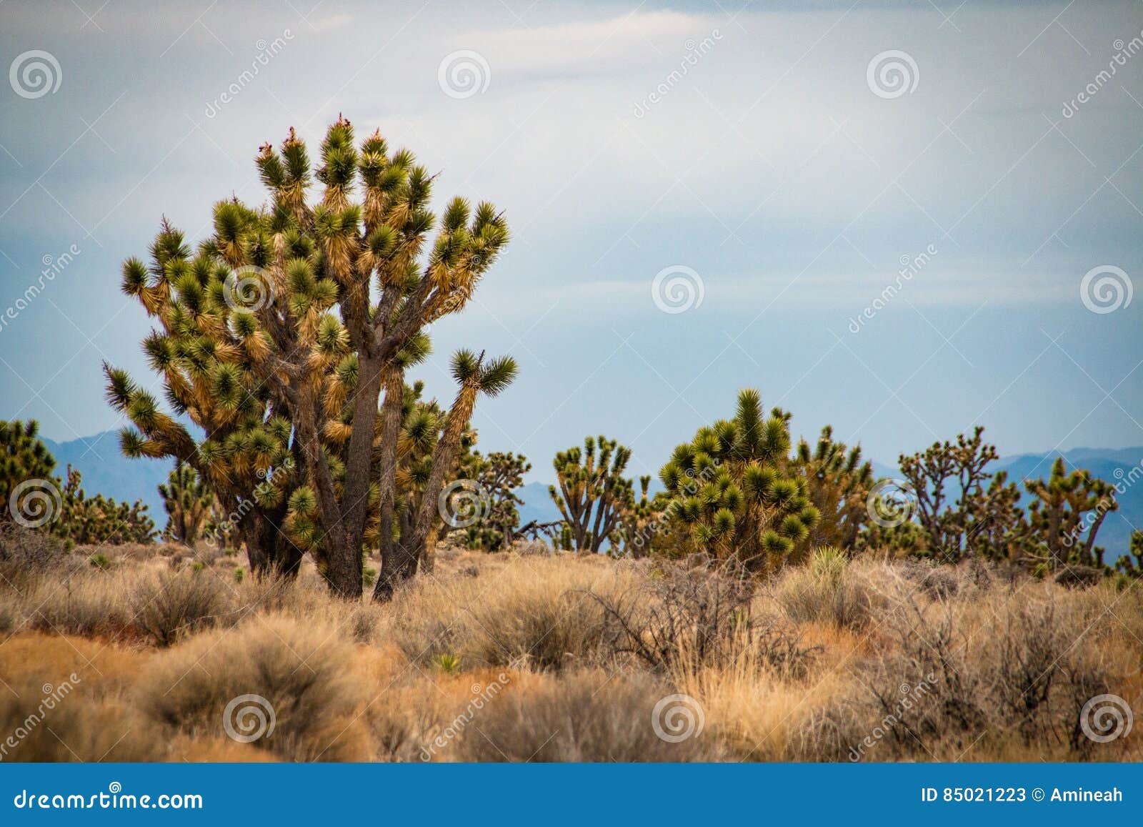 Many Huge Joshua Trees in the Desert in USA Stock Image - Image of ...