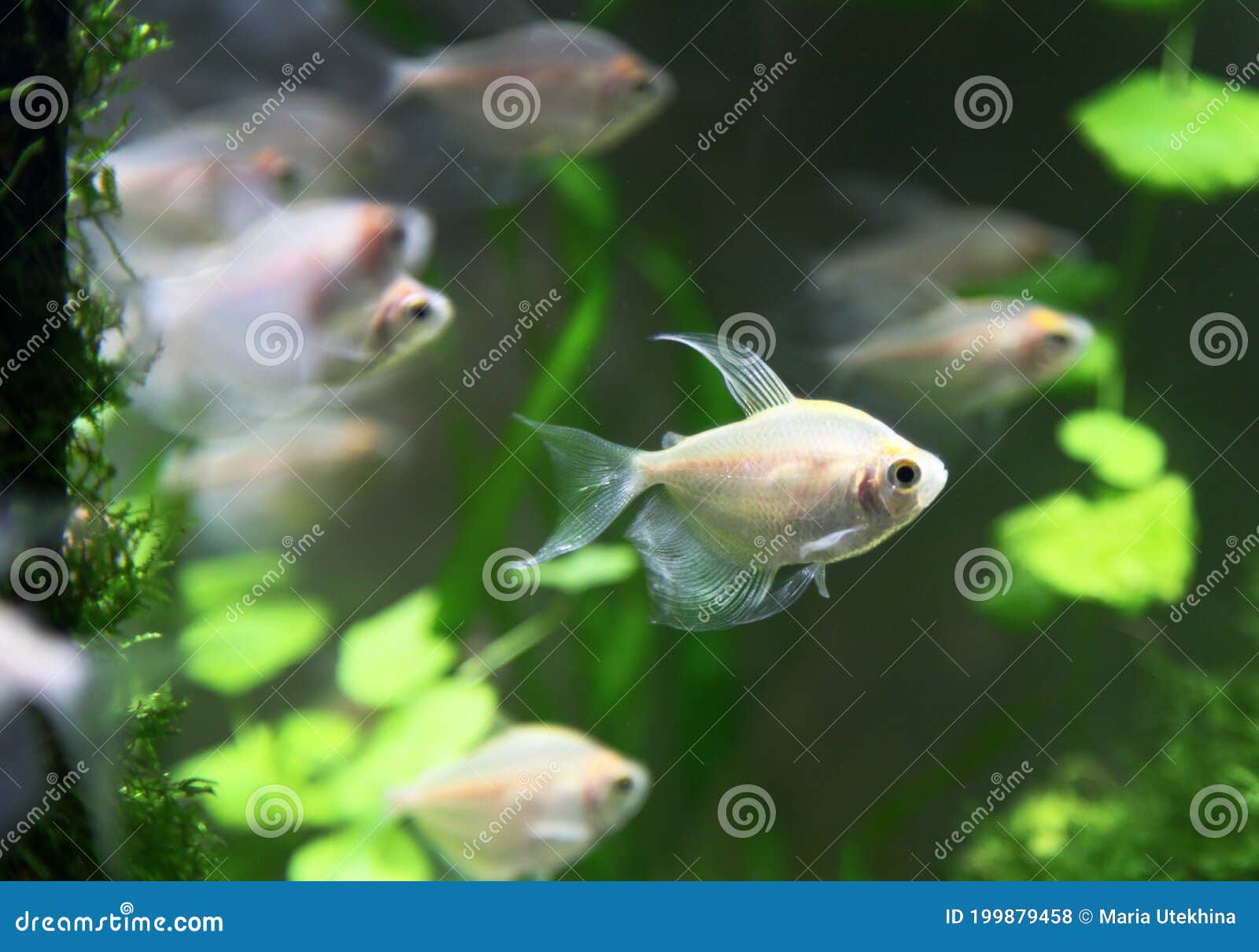 The Many Identical Aquarium Fish Stock Photo - Image of exoticism ...