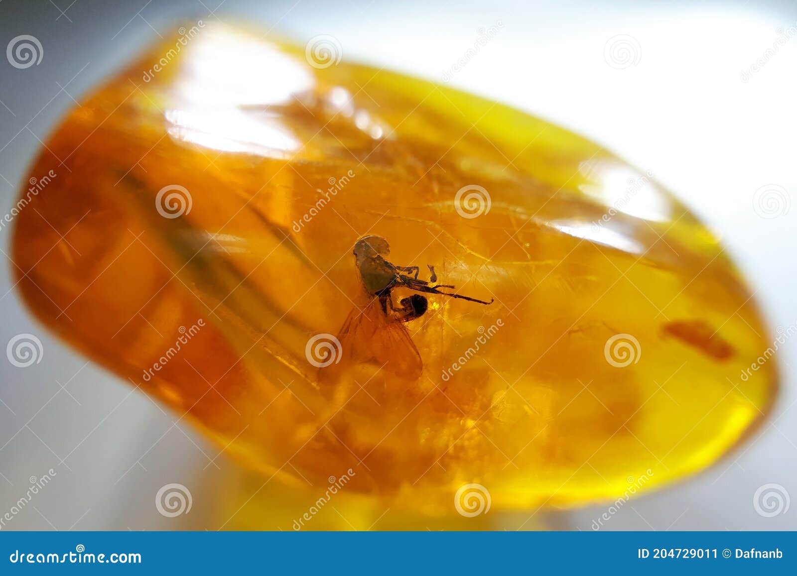 Baltic Amber with Insect Inclusion Stock Image - Image of inclusion ...