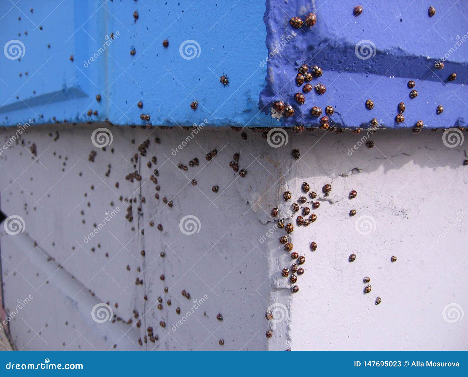 Many Insects Beetles Ladybug Sitting the Wall Accumulation of Larvae ...