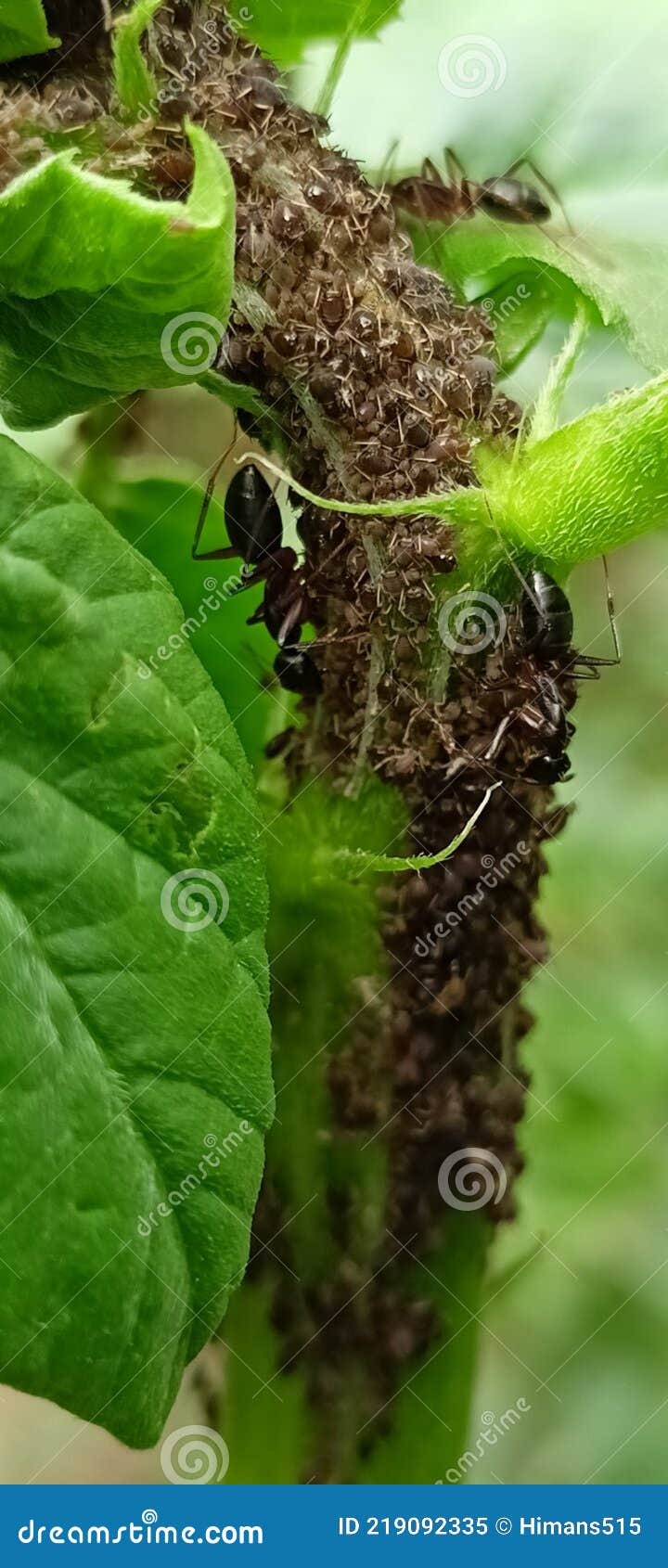 So Many Insects on Guar Cluster Plant Stock Image - Image of insects ...