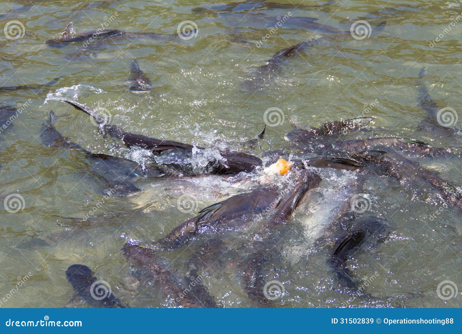 Many iridescent shark stock image. Image of life, outdoor - 31502839